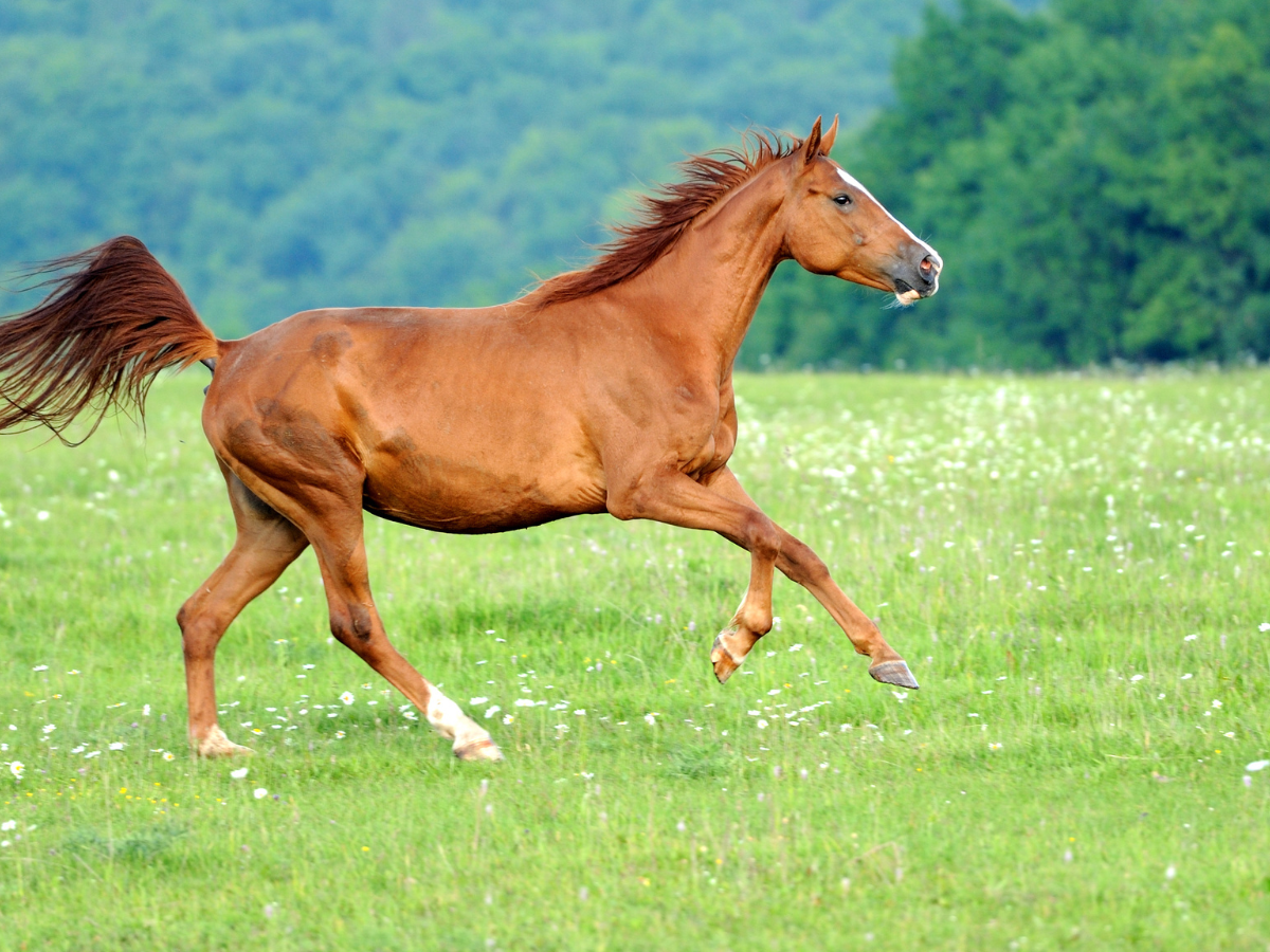 Eight Reasons to Buy a Horse Run-In Shed - Overholt & Sons